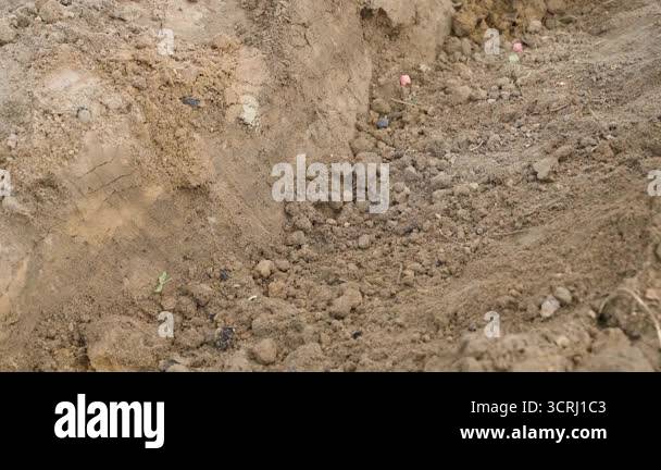 Mineral fertilizers are being poured into the soil of a garden bed ...