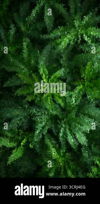 Green edged leaves Stock Videos & Footage - HD and 4K Video Clips - Alamy
