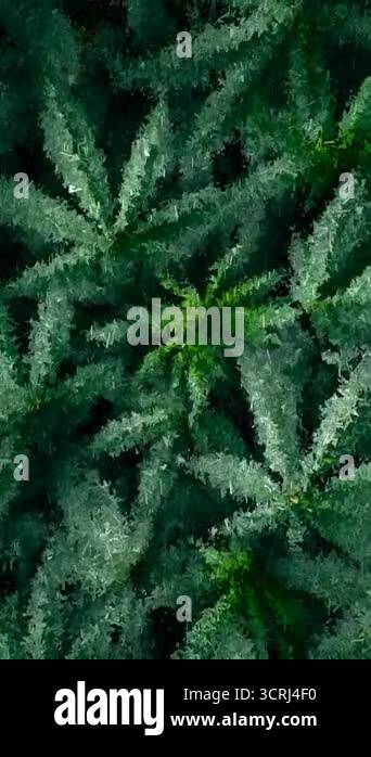 Green marijuana plants transformed into a unique mosaic composition of ...