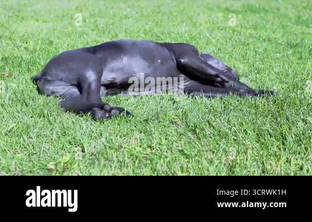Adorable Two-Month-Old Cane Corso Puppy Portrait. High quality 4k ...