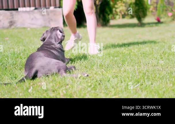 Adorable Two-Month-Old Cane Corso Puppy Portrait. High quality 4k ...