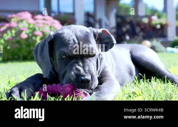 Adorable Two-Month-Old Cane Corso Puppy Portrait. High quality 4k ...