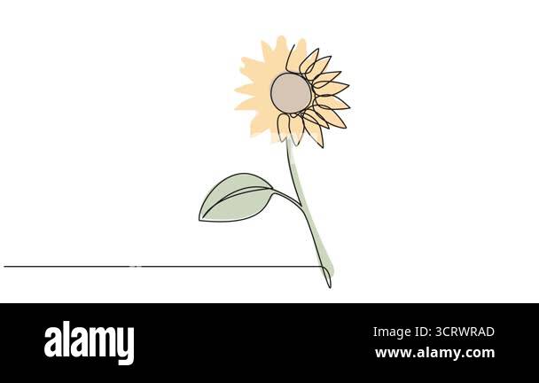 animated continuous single line drawing of sunflower, line art ...