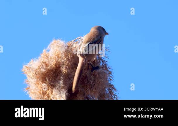 Wildlife - Birds. They feed on bearded reedling (Panurus biarmicus ...