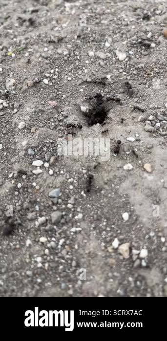 Close-up macro view of black ants crawling on sandy ground surface with ...