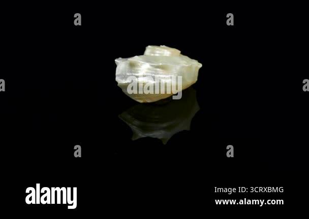 Close-up 4K video of beautiful pearly-white seashell with a distinct ...