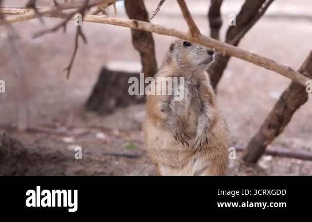 Close-up of a prairie dog leaping in its natural environment. Typical ...