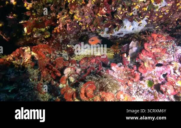 Very litle red reef fish in a colourful underwater scene Stock Video ...