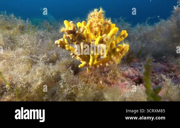 Underwater life yellow sponge close Stock Videos & Footage - HD and 4K ...