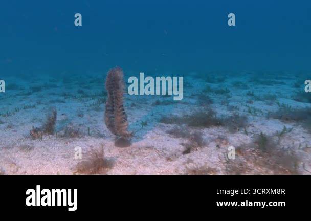 Rare marine life - Sea pen in a deep sand seabed Stock Video Footage ...