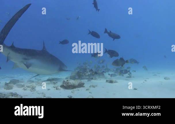 Wildlife - Tiger sharks smming over a sand seabed in shallow water ...
