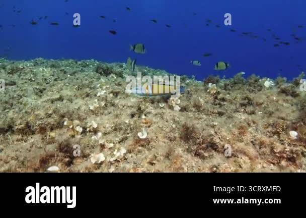 Mediterranean sea little reef fish Stock Videos & Footage - HD and 4K ...