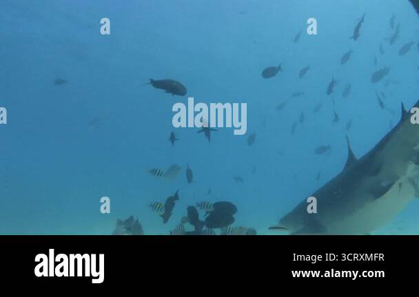 Ocean wildlife - Tiger sharks swimming close the camera in shallow ...