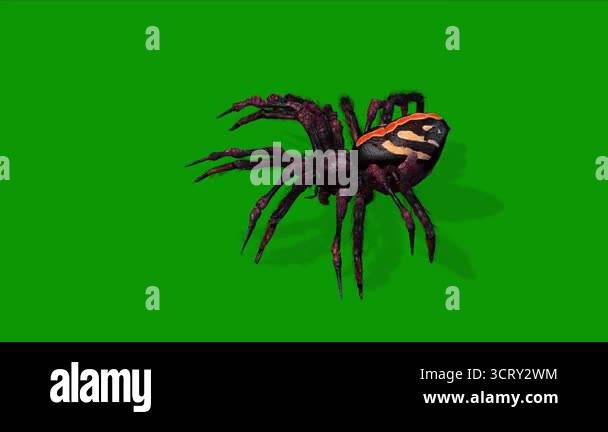 Realistic 3D Beautiful Spider Animation-Attacking Scene Left Side Stock ...