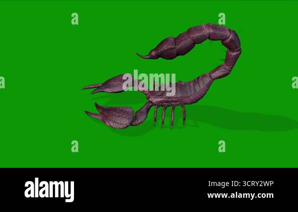 3D Scorpion Attacking Scene Left Side-Rendering Animation On Green ...