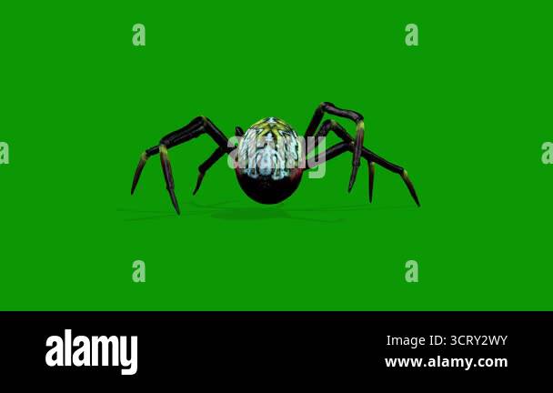 3D Realsitic Spider Run Fast Back Side-Rendering Animation On Green ...