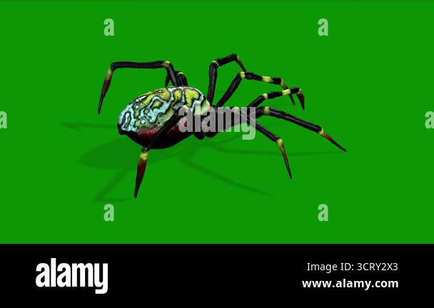 3D Realsitic Spider Walking Right Side-Rendering Animation On Green ...