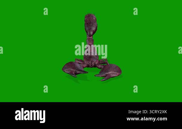 3D Scorpion Attacking Scene Front Side-Rendering Animation On Green ...