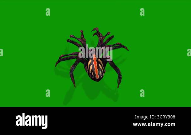Realistic 3D Beautiful Spider Animation-Walking Back Side Stock Video ...