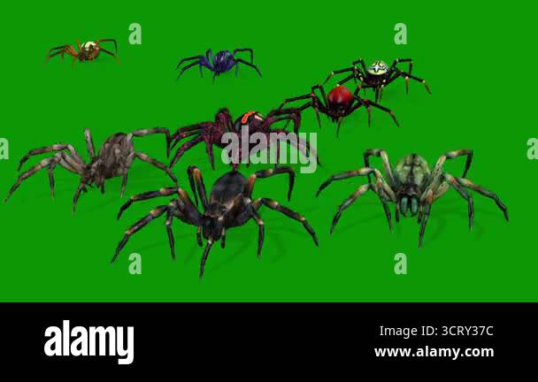 Lots Of Spider Walking Front Side-3D Rendering Animation On Green ...