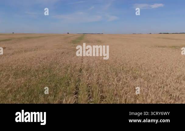 Field barley in rural Stock Videos & Footage - HD and 4K Video Clips ...