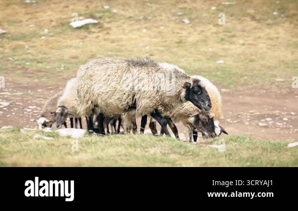 A flock of sheep grazing in the national park, Sedlo Mountain Pass ...
