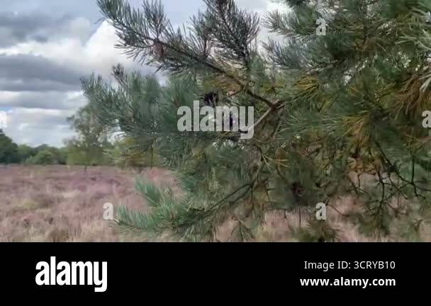 Heather flowers in northern Stock Videos & Footage - HD and 4K Video ...