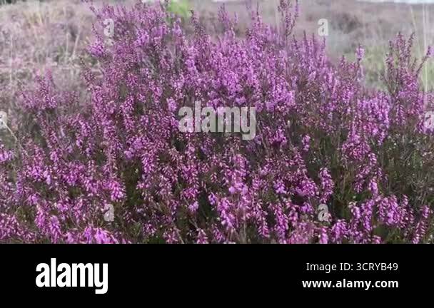 Close-up video of blooming heather swaying in the wind, capturing vivid ...