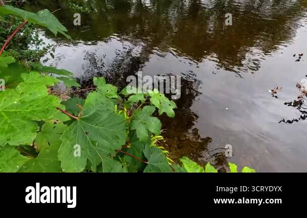 Leaves over water in forest Stock Videos & Footage - HD and 4K Video ...
