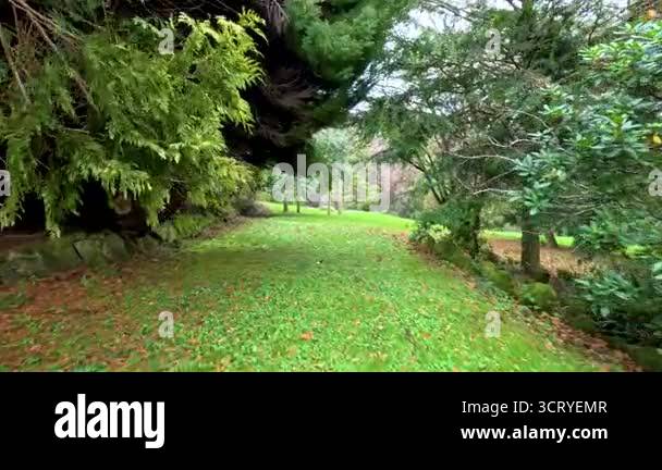 A tranquil walk through a lush forest path, showcasing vibrant greenery ...