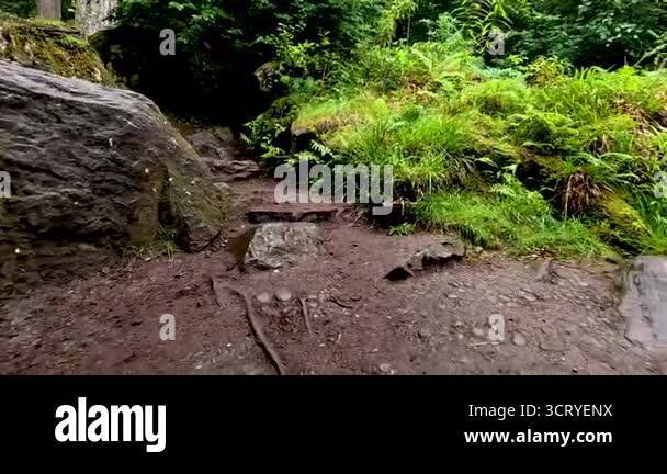 Rocky path through lush forest Stock Videos & Footage - HD and 4K Video ...