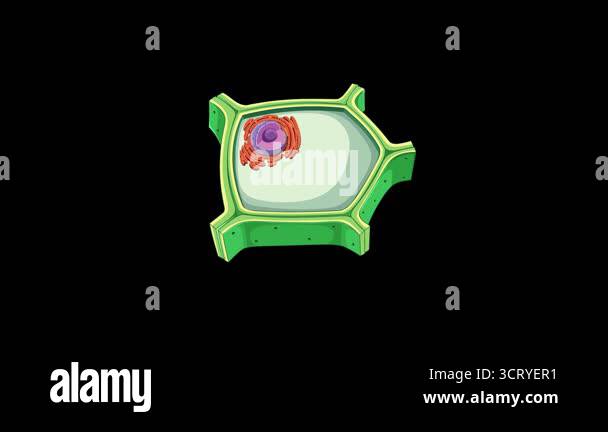 Animation illustrating plant cell structure, highlighting organelles ...