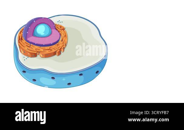 Illustrated animation highlighting the Golgi apparatus within an animal ...