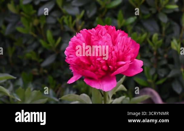 Magnificent pink peony flower in full bloom, swaying gently in a light ...
