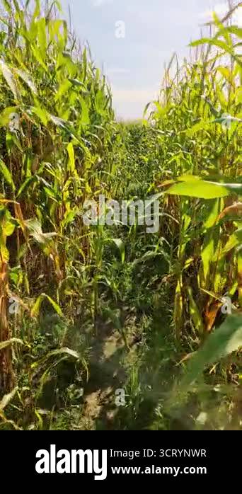 POV shot walking along a path between rows of tall green corn stalks ...