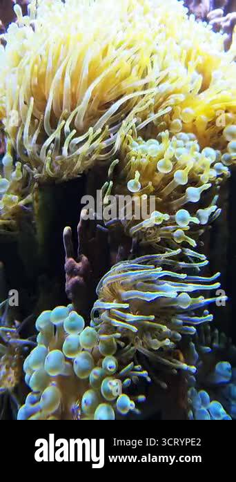 Yellow and bubble tip sea anemones swaying gently in the water current. Close up view of the ...
