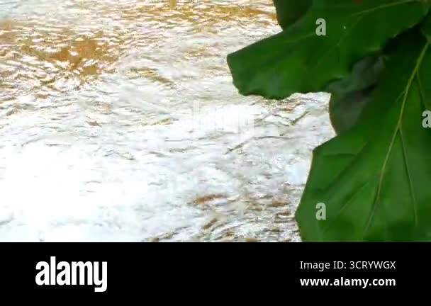 A river flow fast with a brownish water color. The water appears to be ...