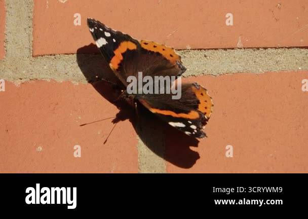 Brick landing Stock Videos & Footage - HD and 4K Video Clips - Alamy