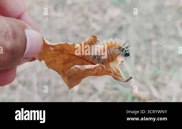 Caterpillar crawling leaf Stock Videos & Footage - HD and 4K Video ...