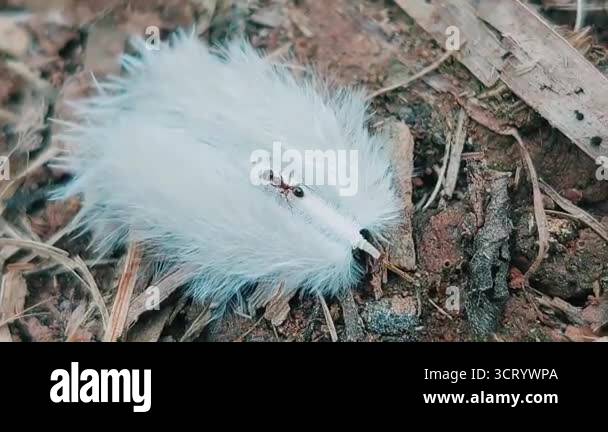Tiny Ant Pulling Large Bird Feather Demonstrating Perseverance and ...