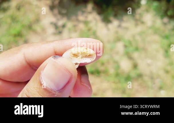 Macro View of Hand Holding Broken Snail Shell Showing Spiral Chamber ...