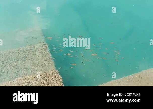 Sandy bottom fish swimming Stock Videos & Footage - HD and 4K Video ...