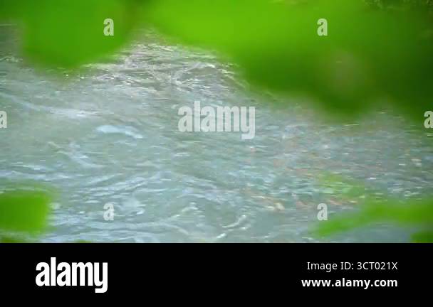 Closeup view of a river stream flowing during daytime with green leaves ...