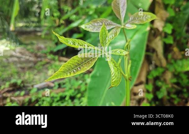 Leaf axil growth Stock Videos & Footage - HD and 4K Video Clips - Alamy