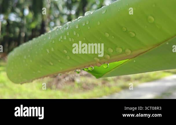 a rollup and drooping banana leafy with rain water moisture branching ...