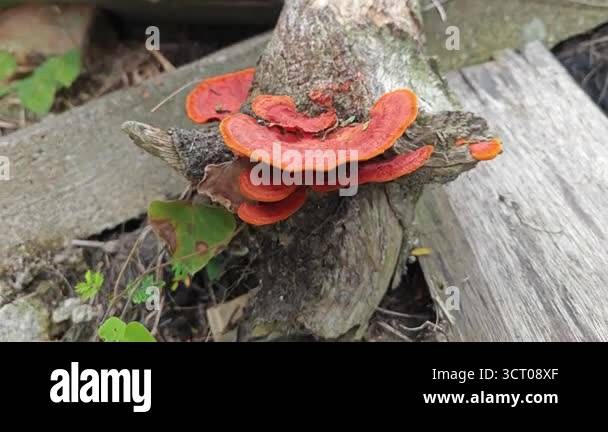 Orange color fungus Stock Videos & Footage - HD and 4K Video Clips - Alamy