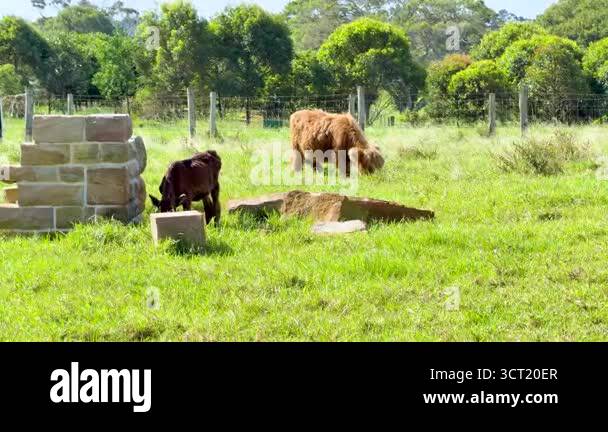 A Highland cow with long, shaggy fur eats grass in a sunlit, green ...