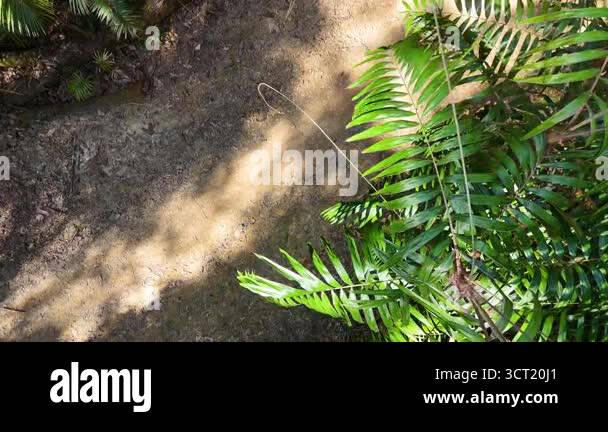 Top-down drone footage glides above a sunlit rainforest path ...