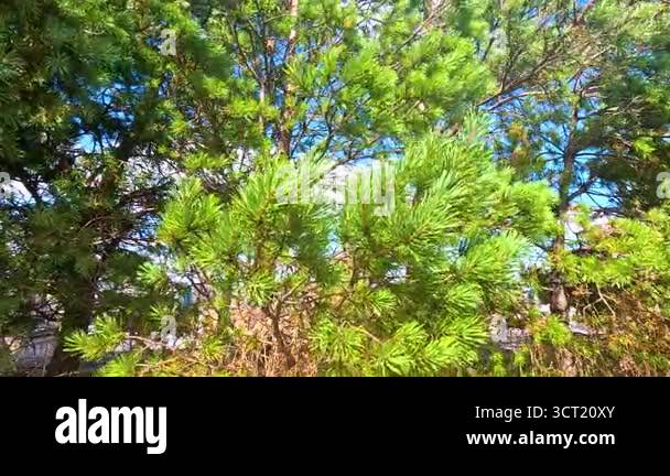 Lush green tree branches under Stock Videos & Footage - HD and 4K Video ...