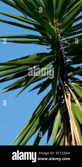 A vibrant Pandanus tree in Thailand sways in the breeze, showcasing its ...